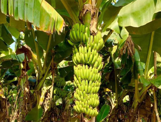 "Quality Tissue Culture Banana Plants: Boost Your Harvest with Superior ...