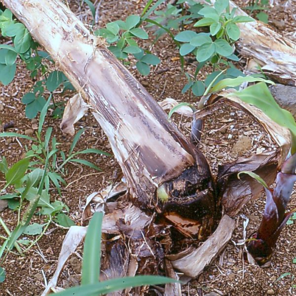 Erwina Rot in Banana