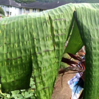 Boron deficiency in Banana