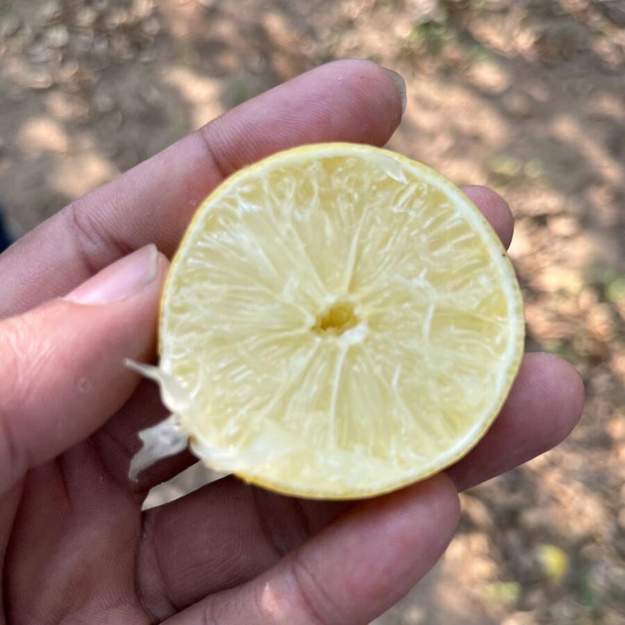 "Cultivate Success with Tissue Culture Seedless Lemon Plants: Premium ...