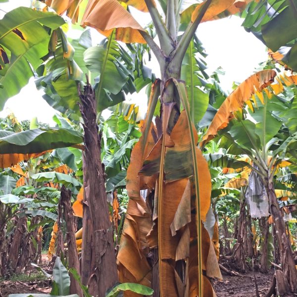 Erwina Rot in Banana - Tissue Culture Plants