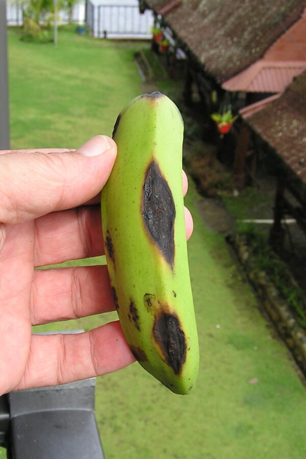 Anthracnose in Banana