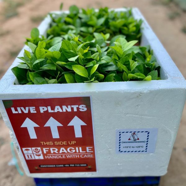 "Empowering Agriculture Globally: Exporting Tissue Cultured Banana ...